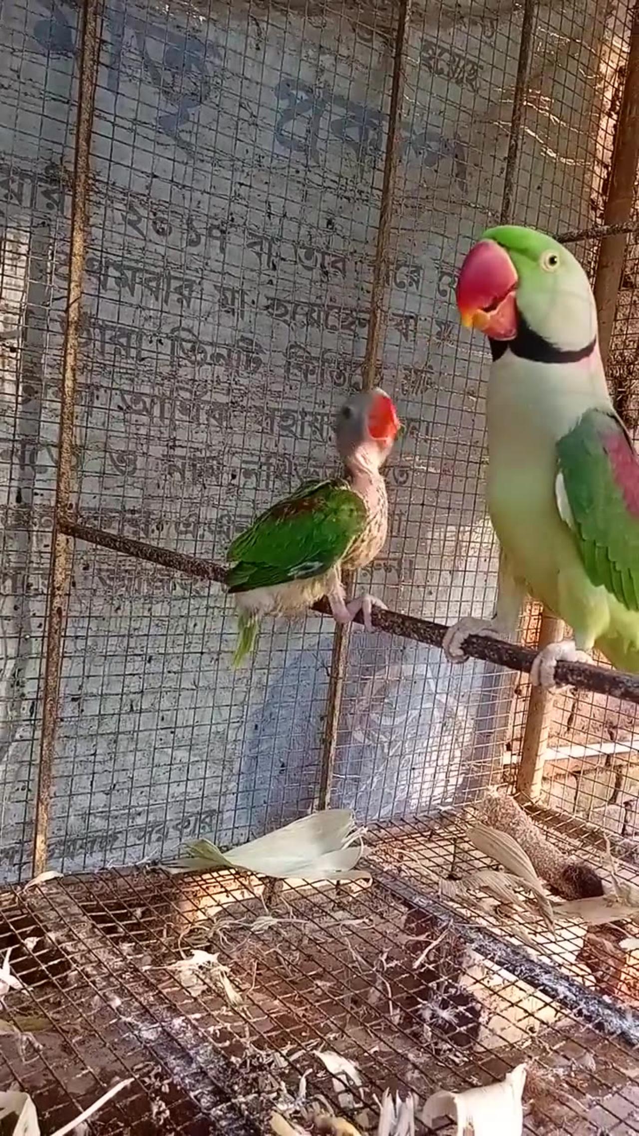 funny parrot videos - One News Page VIDEO