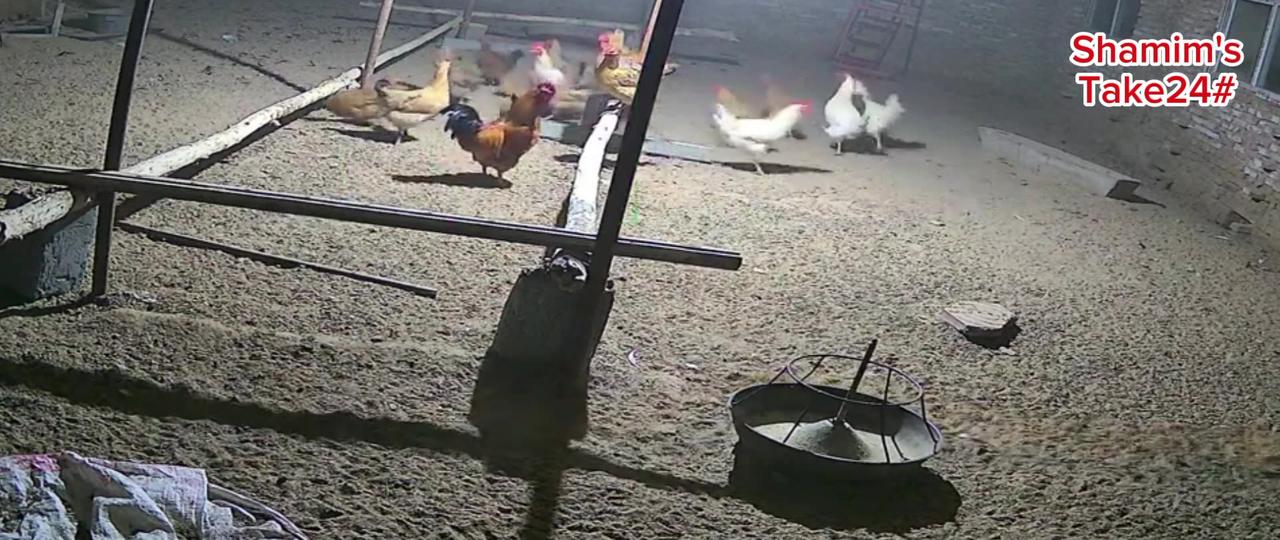 Amazing weasel eating chicken monitoring. - One News Page VIDEO