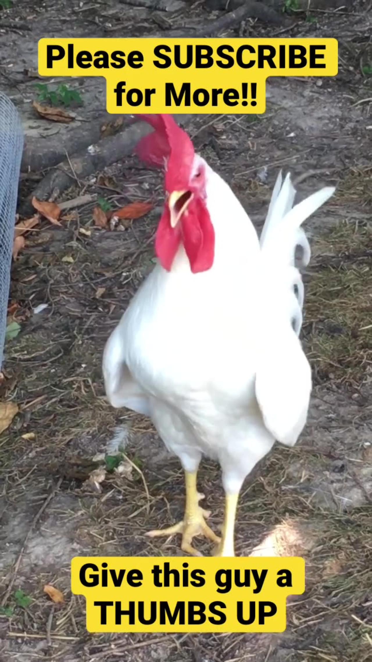 Look at this STUD - Good Morning Sunshine! - One News Page VIDEO