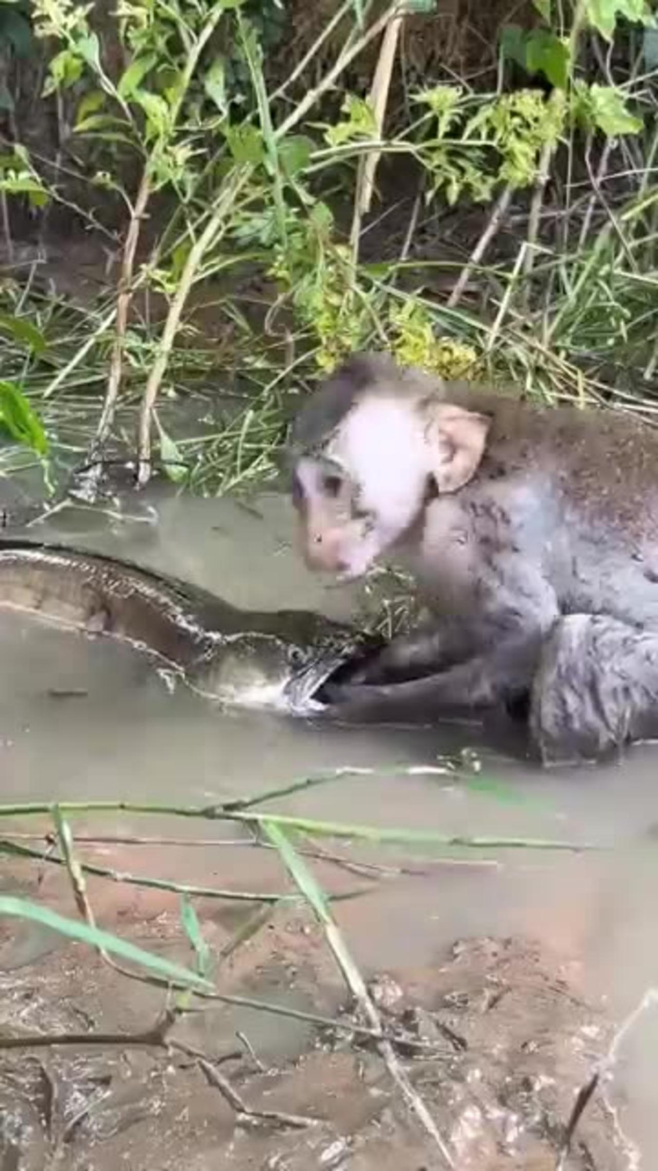 Fish attack to monkey funny video - One News Page VIDEO