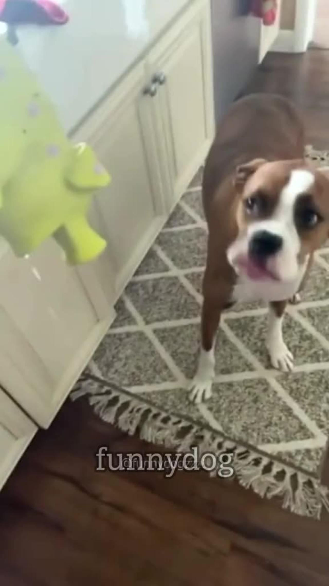 🐾 Laughing Unleashed: Hilarious Dog Moments - One News Page VIDEO