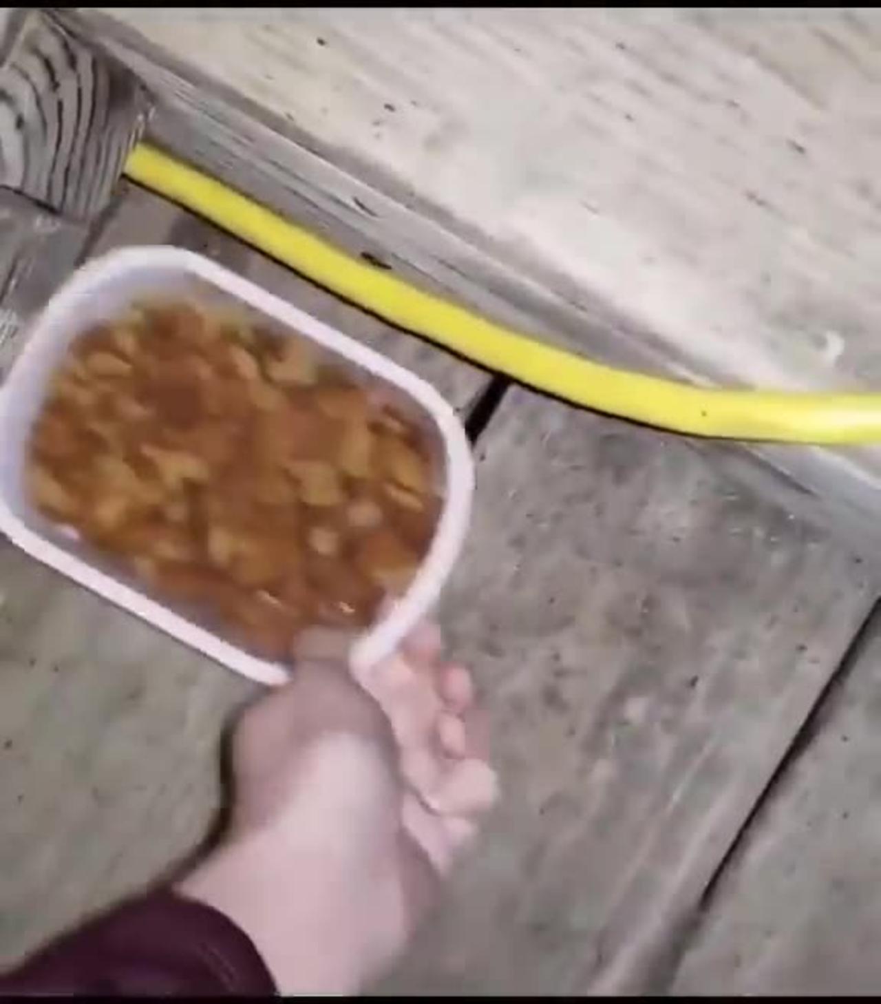 Cat refuse to give up his food.... - One News Page VIDEO
