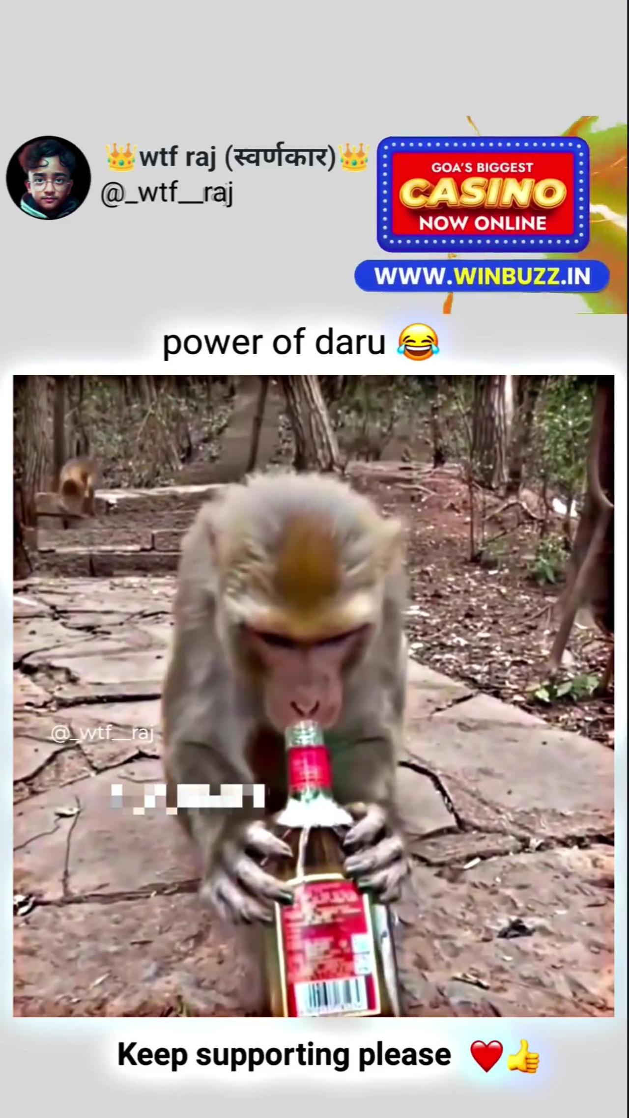 A monkey riding a lion - One News Page VIDEO