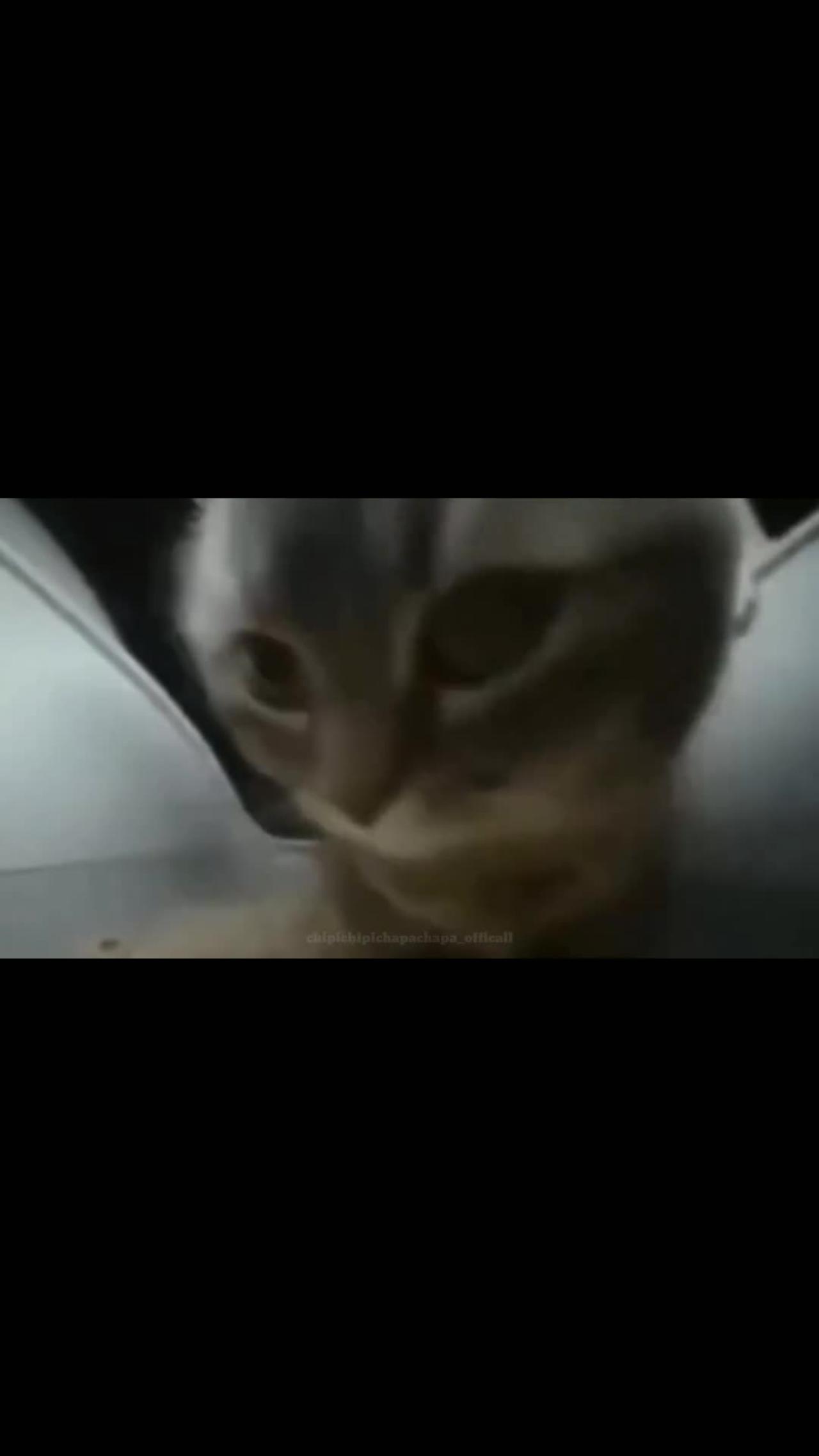 Chipi chapa - One News Page VIDEO