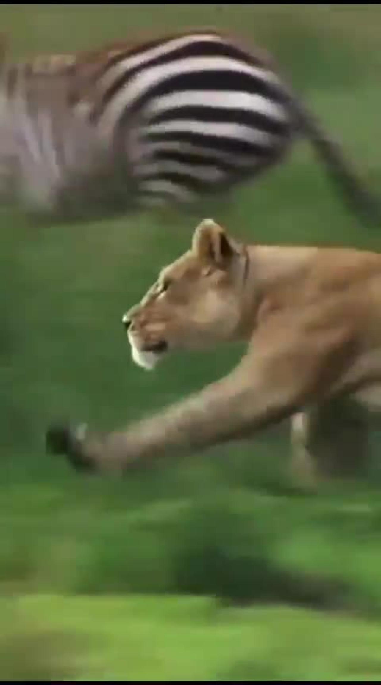 Lioness Hunting Down Zebra - One News Page VIDEO