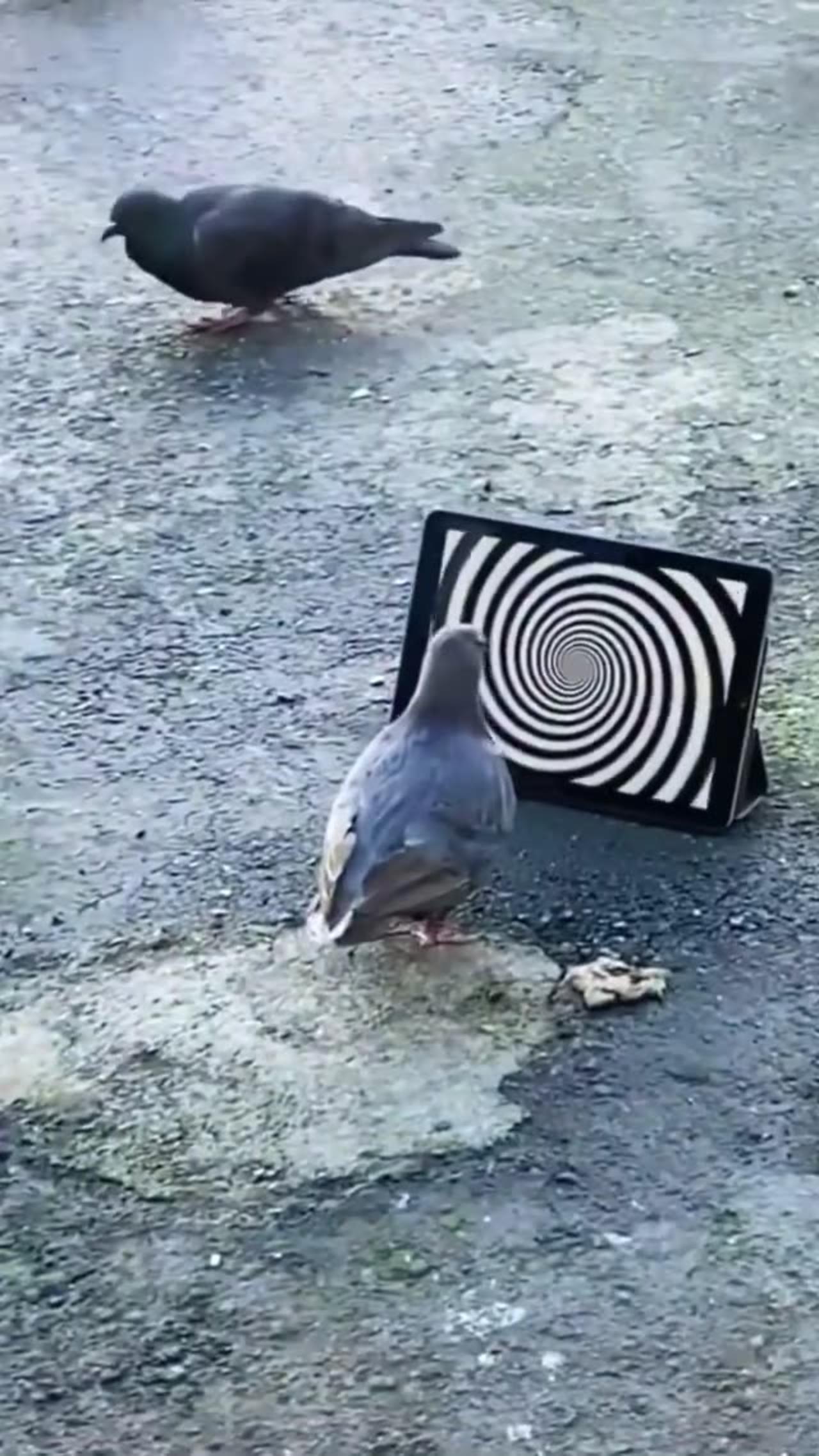 Funny pigeon - One News Page VIDEO