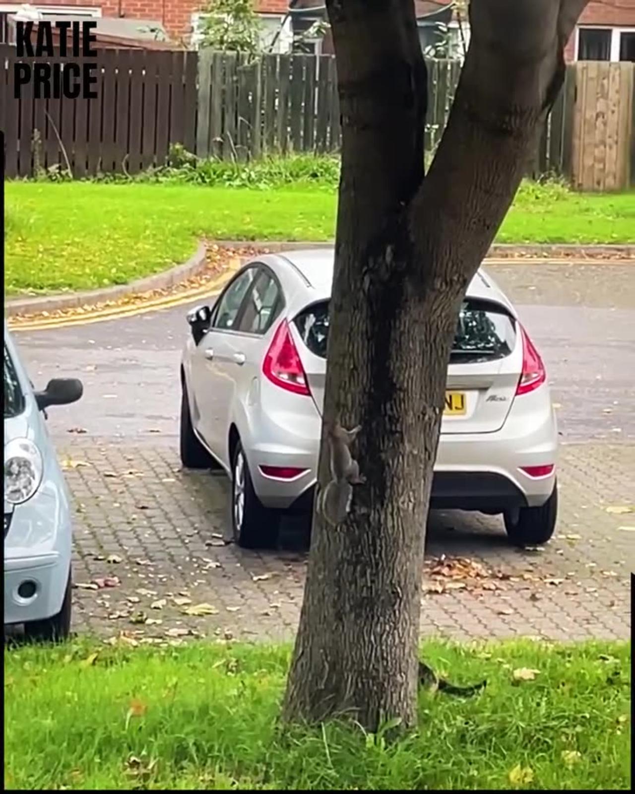 CAT CHASING SAQURRIL AROUND TREE. - One News Page VIDEO
