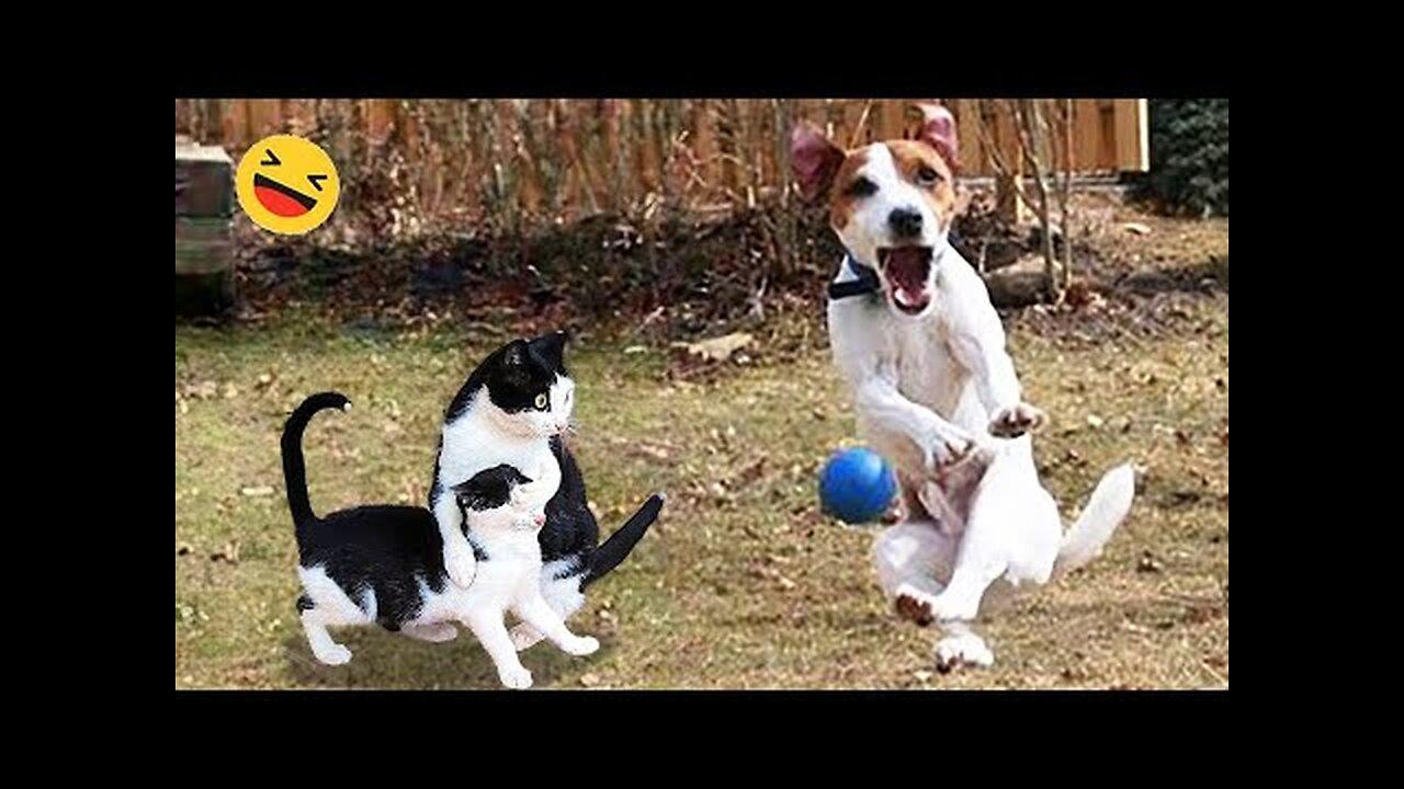 Funny Dogs And Cats Videos 2024 😅 - Best - One News Page VIDEO