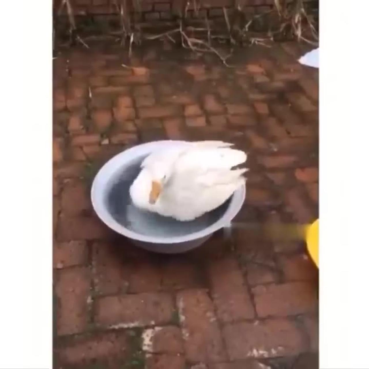 Funniest animals of yester years - One News Page VIDEO