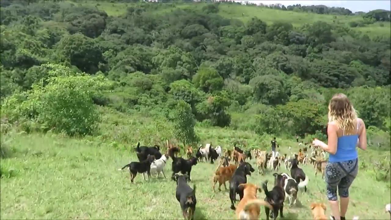 Territorio de Zaguates _Land of The Strays_ Dog - One News Page VIDEO