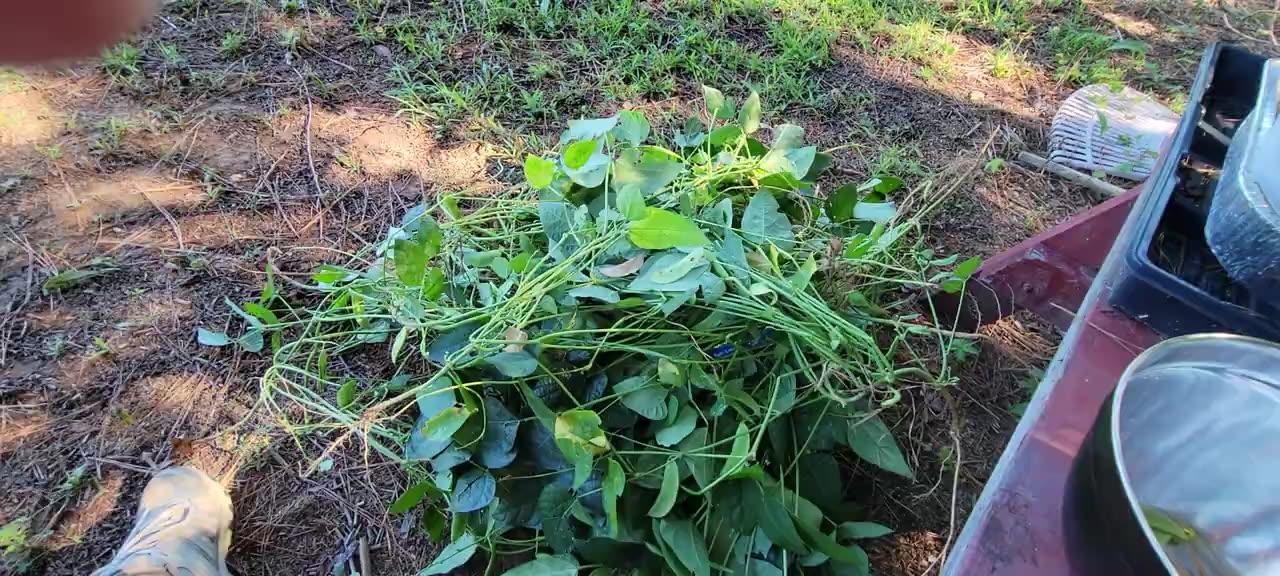 Growing Lima Beans from Seed to Harvest - One News Page VIDEO