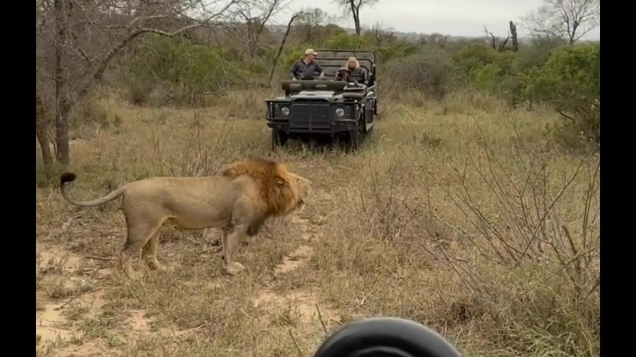 Male Lion Asserts Dominance in Powerful Display! - One News Page VIDEO