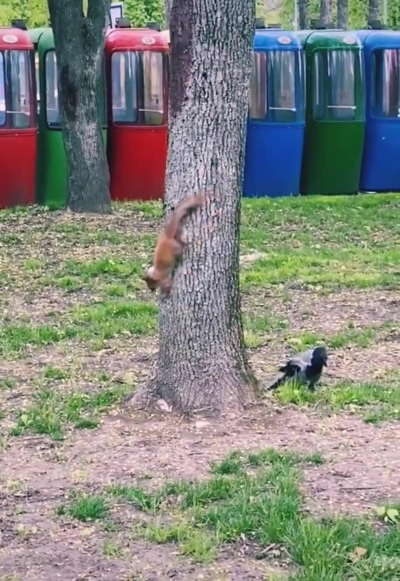 Funny bird squirrel chasing - One News Page VIDEO