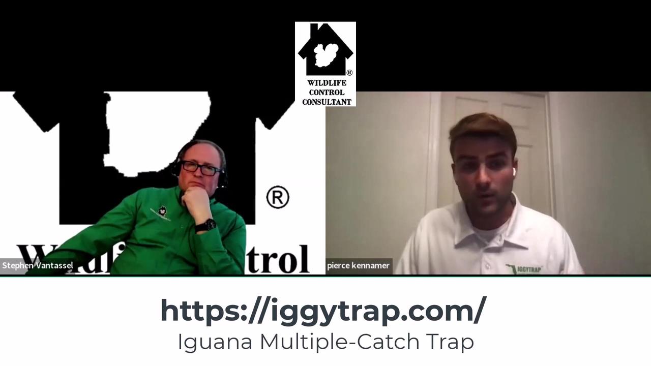 Iguana trapping with the Iggy Trap with Pierce - One News Page VIDEO