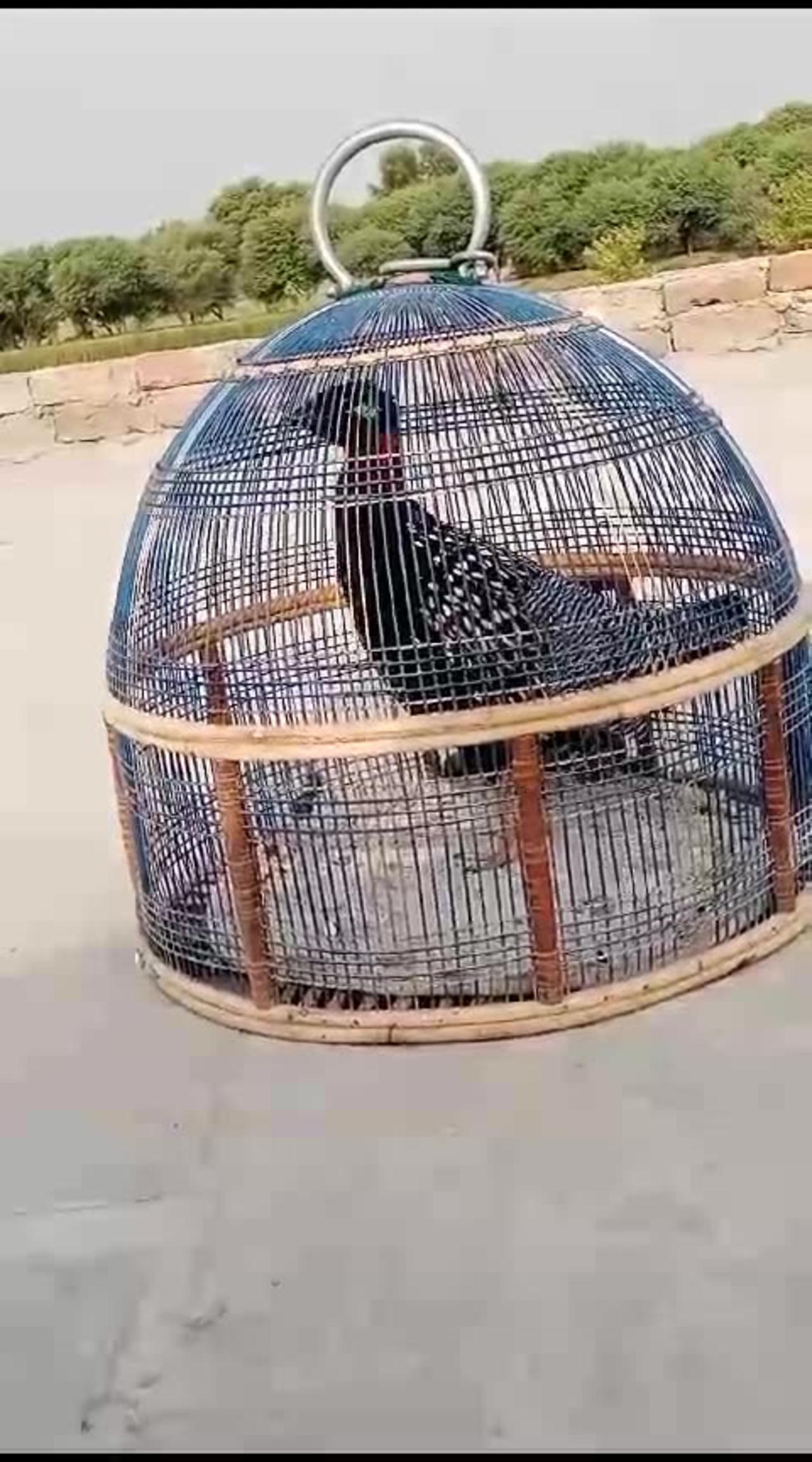 Black francolin voice | Partridge voice | Grey - One News Page VIDEO