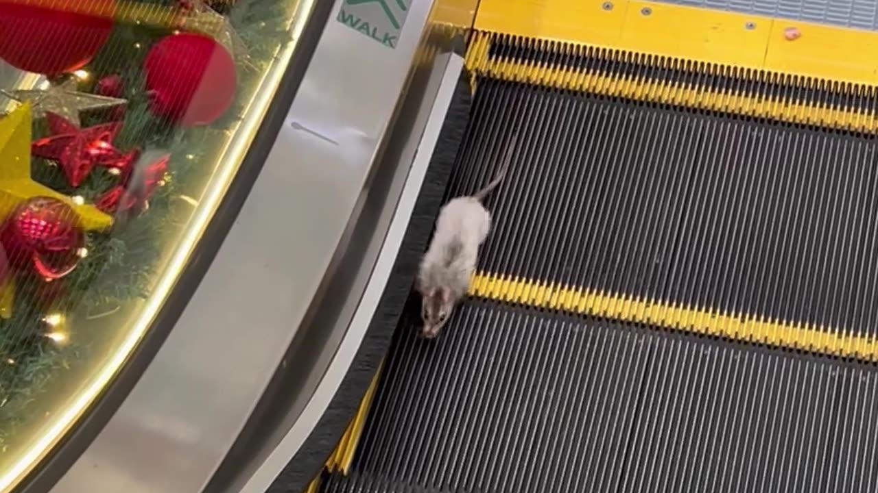 Rat Tries to Go Wrong Way on Escalator - One News Page VIDEO