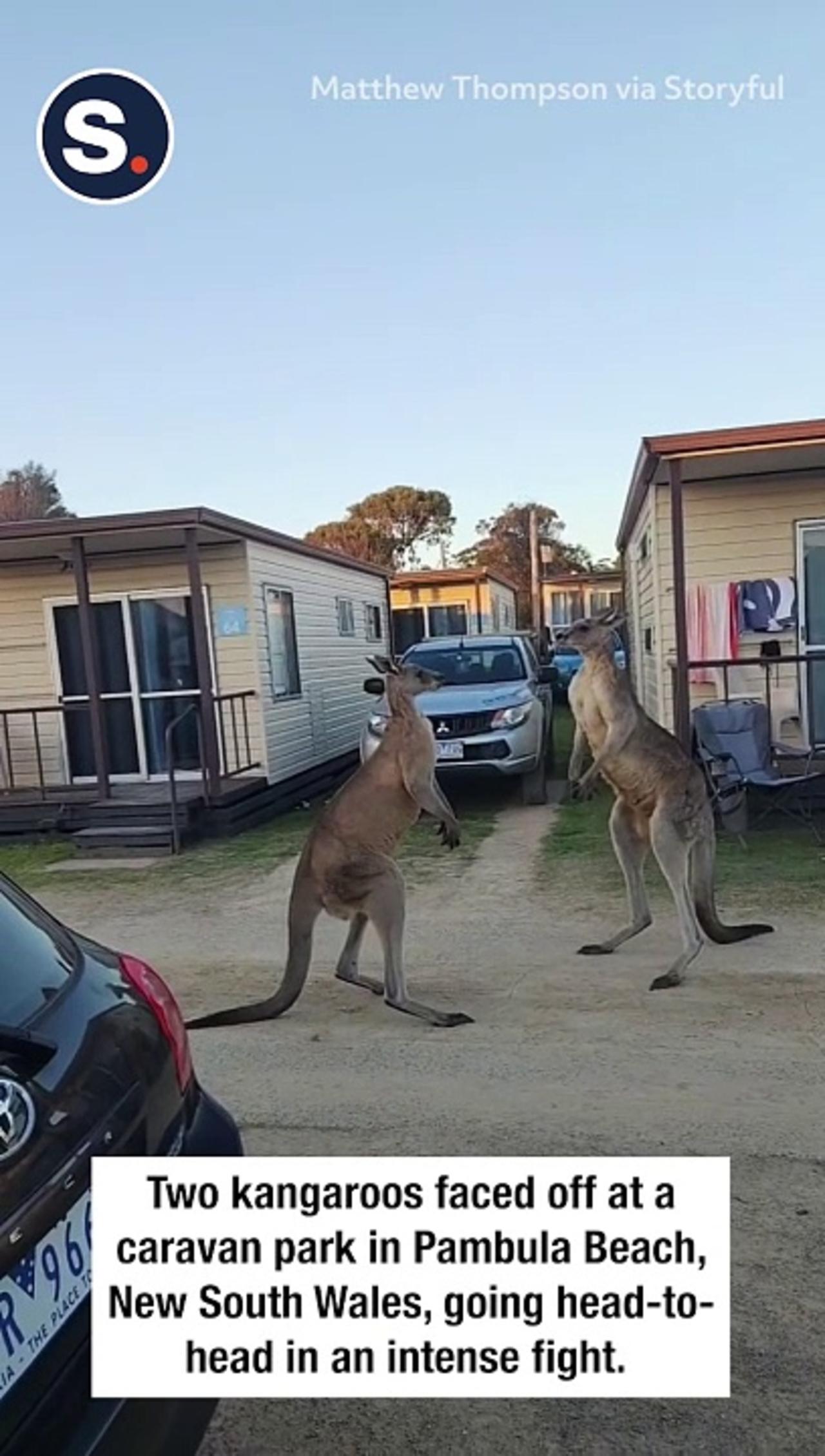 Kangaroos Go Head-to-Head During 'Crazy' Fight - One News Page VIDEO