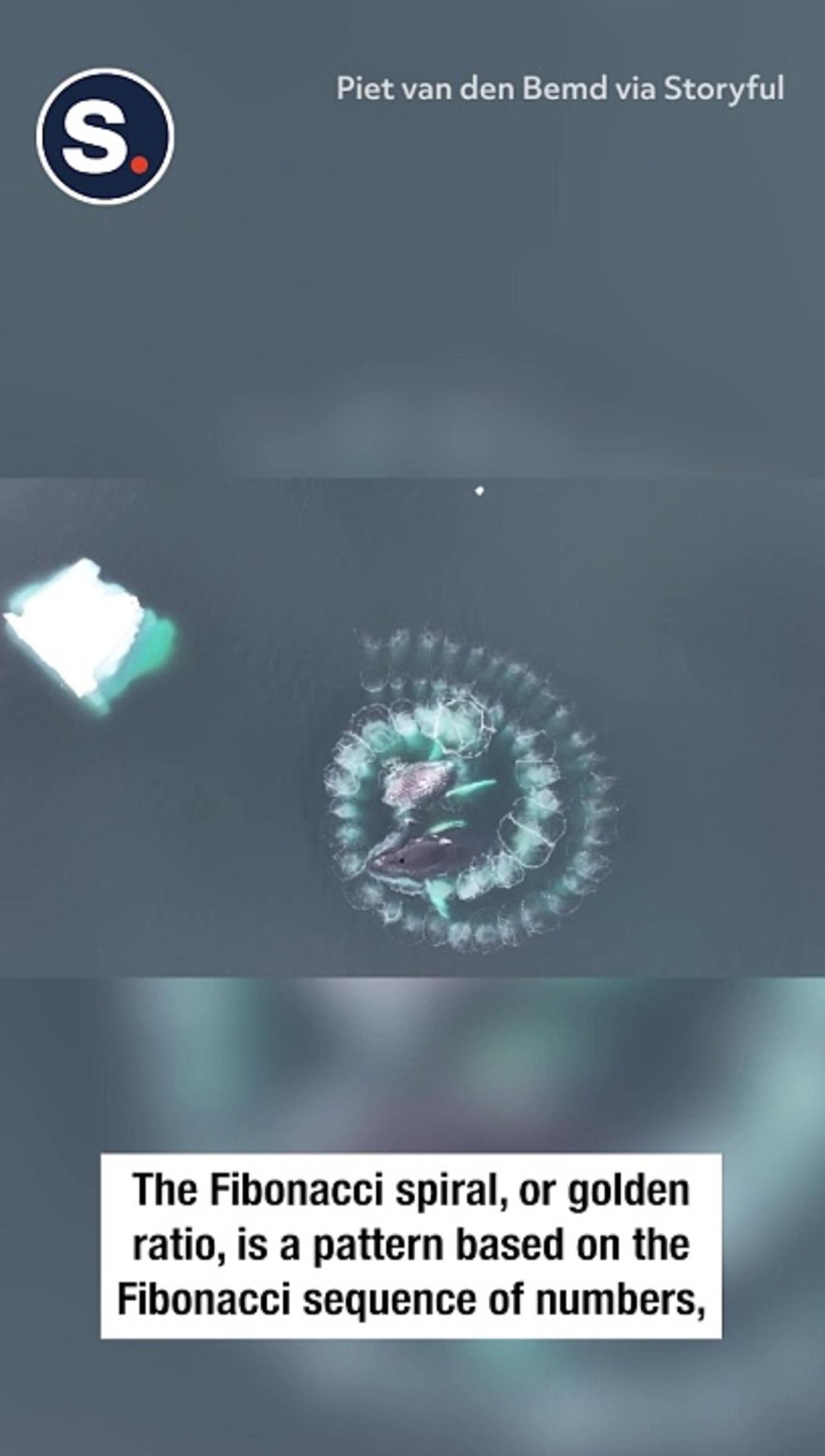 Humpback Whales Make Fibonacci Spiral With - One News Page VIDEO