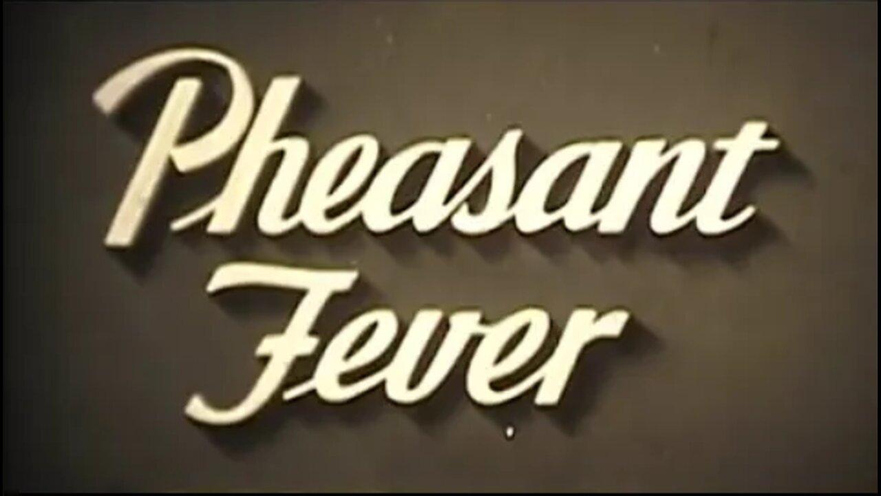 Pheasant Hunting with English Setters - Pointing - One News Page VIDEO