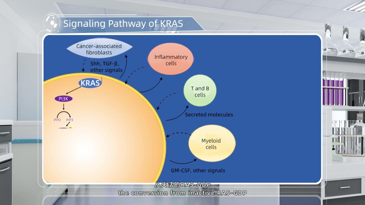 Human Cancer Target-Signaling Pathway of KRAS - One News Page VIDEO