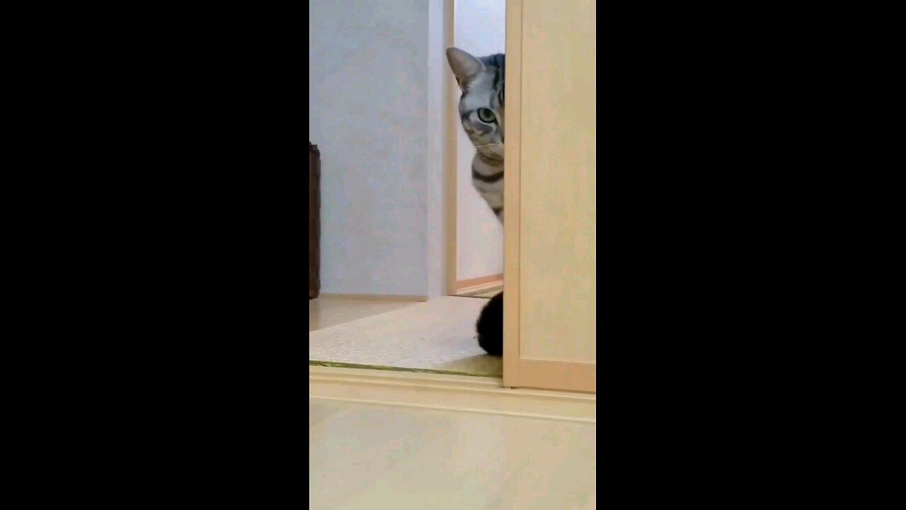 Best cat video in 2024 - One News Page VIDEO
