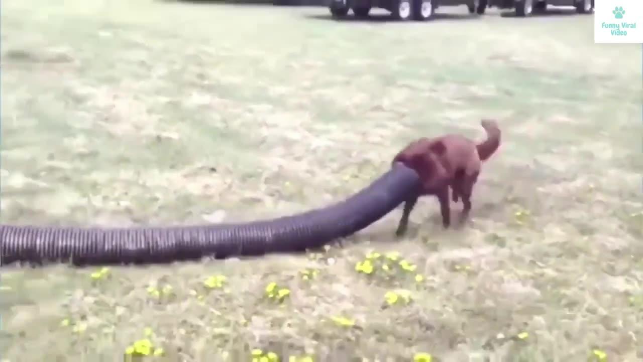 Animal Prank： Funny Compilation of Animal - One News Page VIDEO