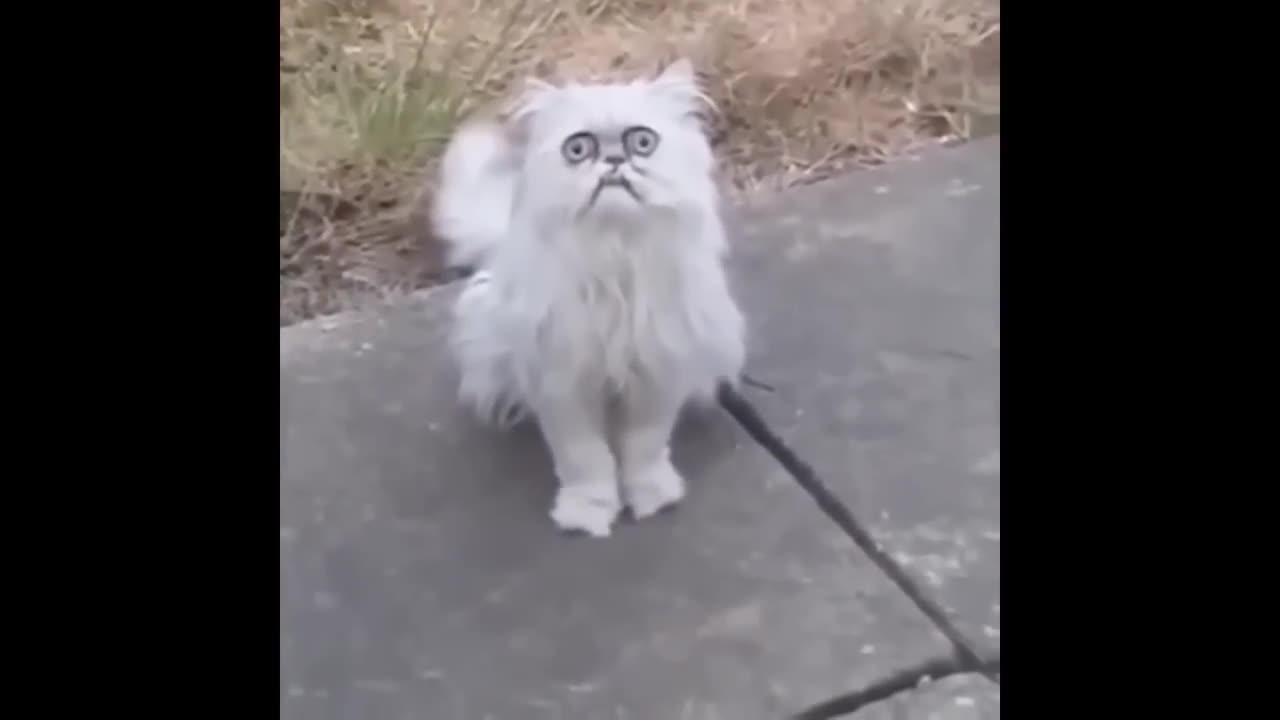 OMG! THIS IS SO FUNNY! THE FUNNIEST AMINAL VIDEO - One News Page VIDEO