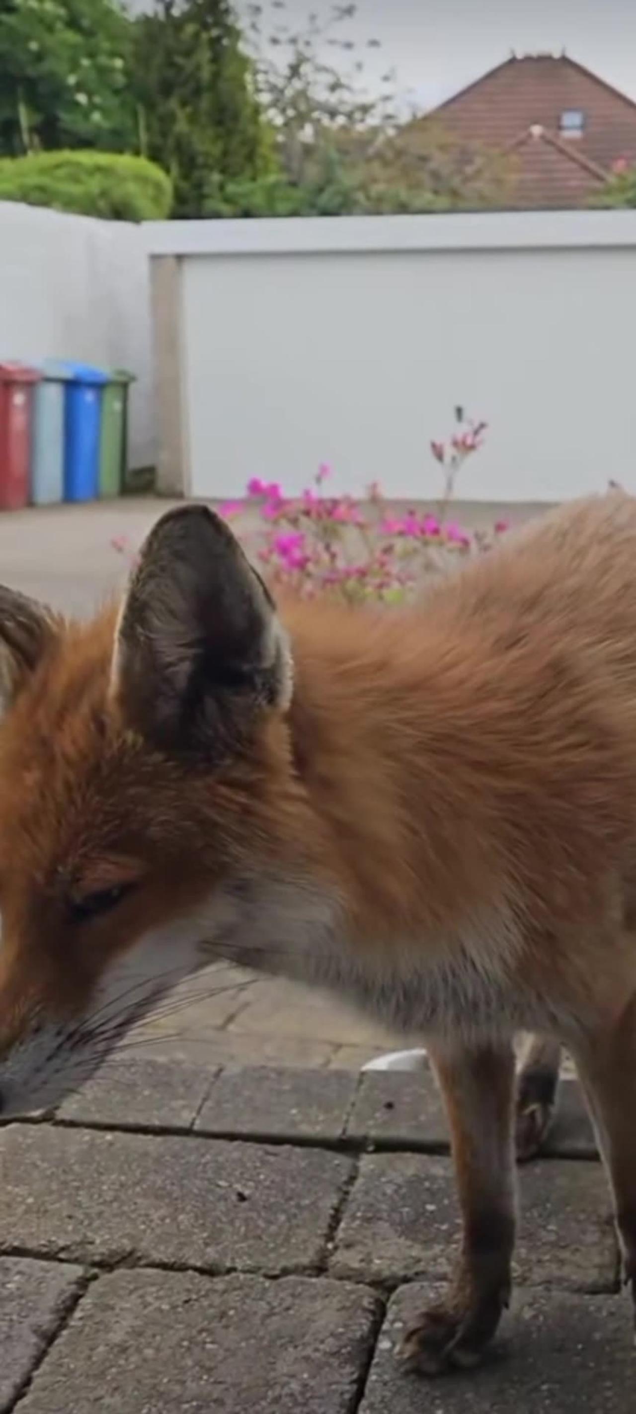 Animals ,hipo vs loins, dear ,elephants ,fox - One News Page VIDEO