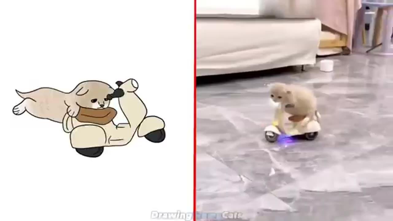 Hilarious Cat Memes, Side-Splitting Funny Cats! - One News Page VIDEO