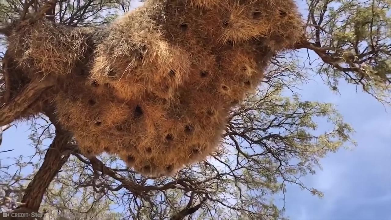 Most Amazing Nests in the World of Animal - One News Page VIDEO