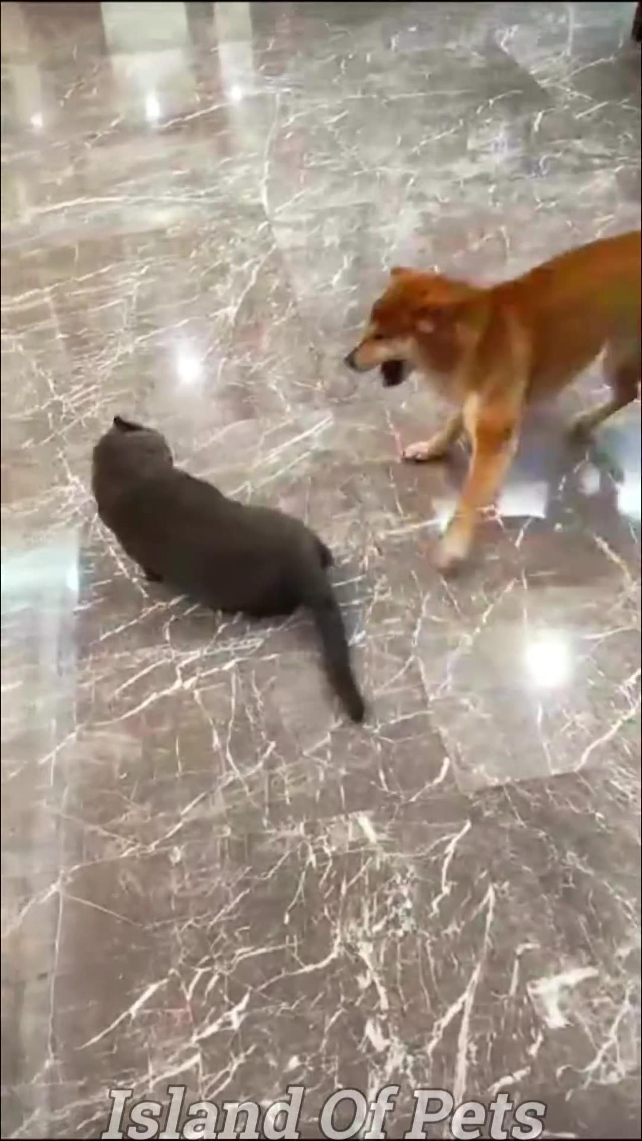 funny video of cat and dogs - One News Page VIDEO