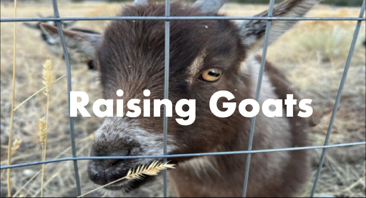 Raising Goats - One News Page VIDEO