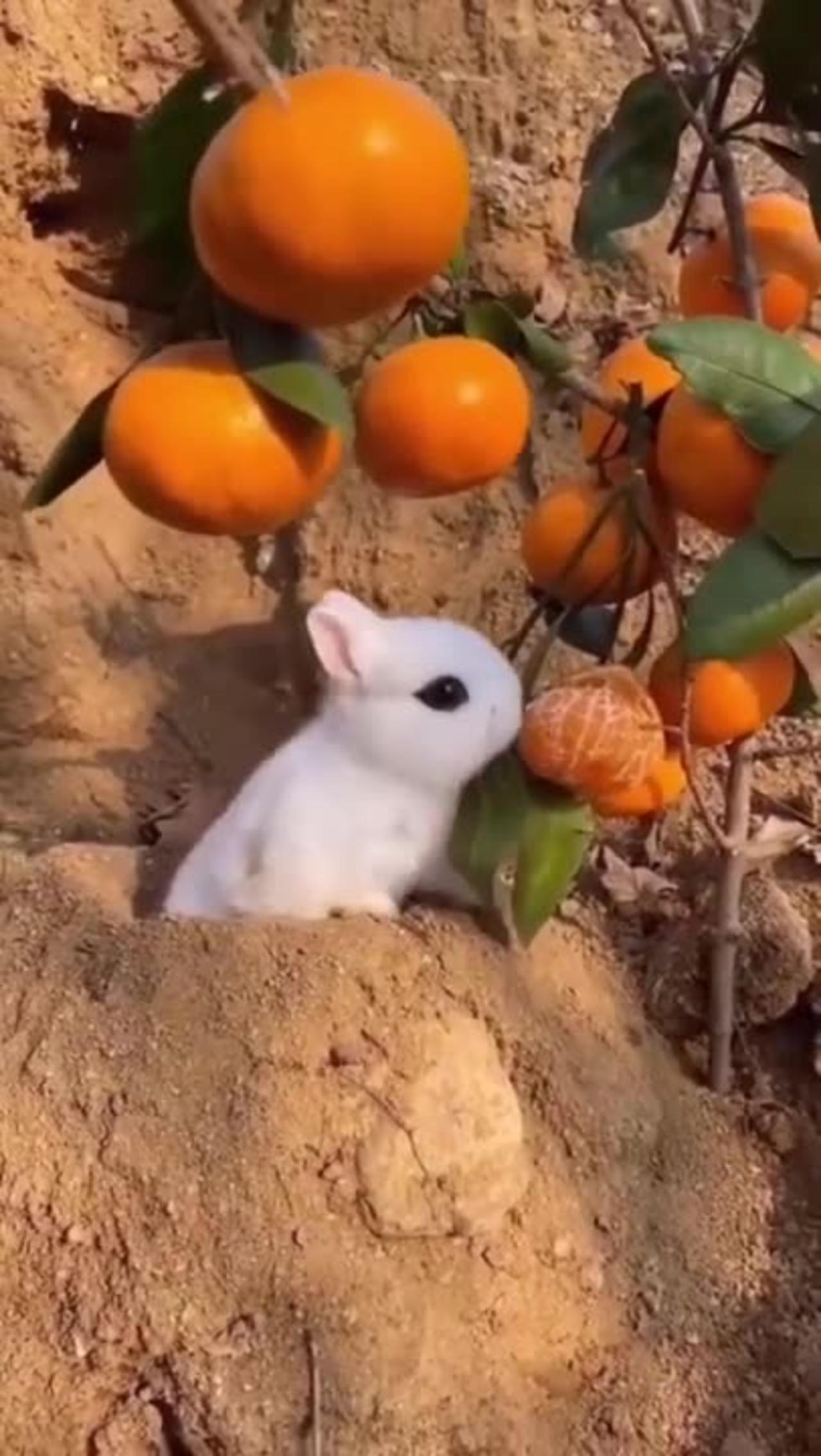 funny animal - One News Page VIDEO