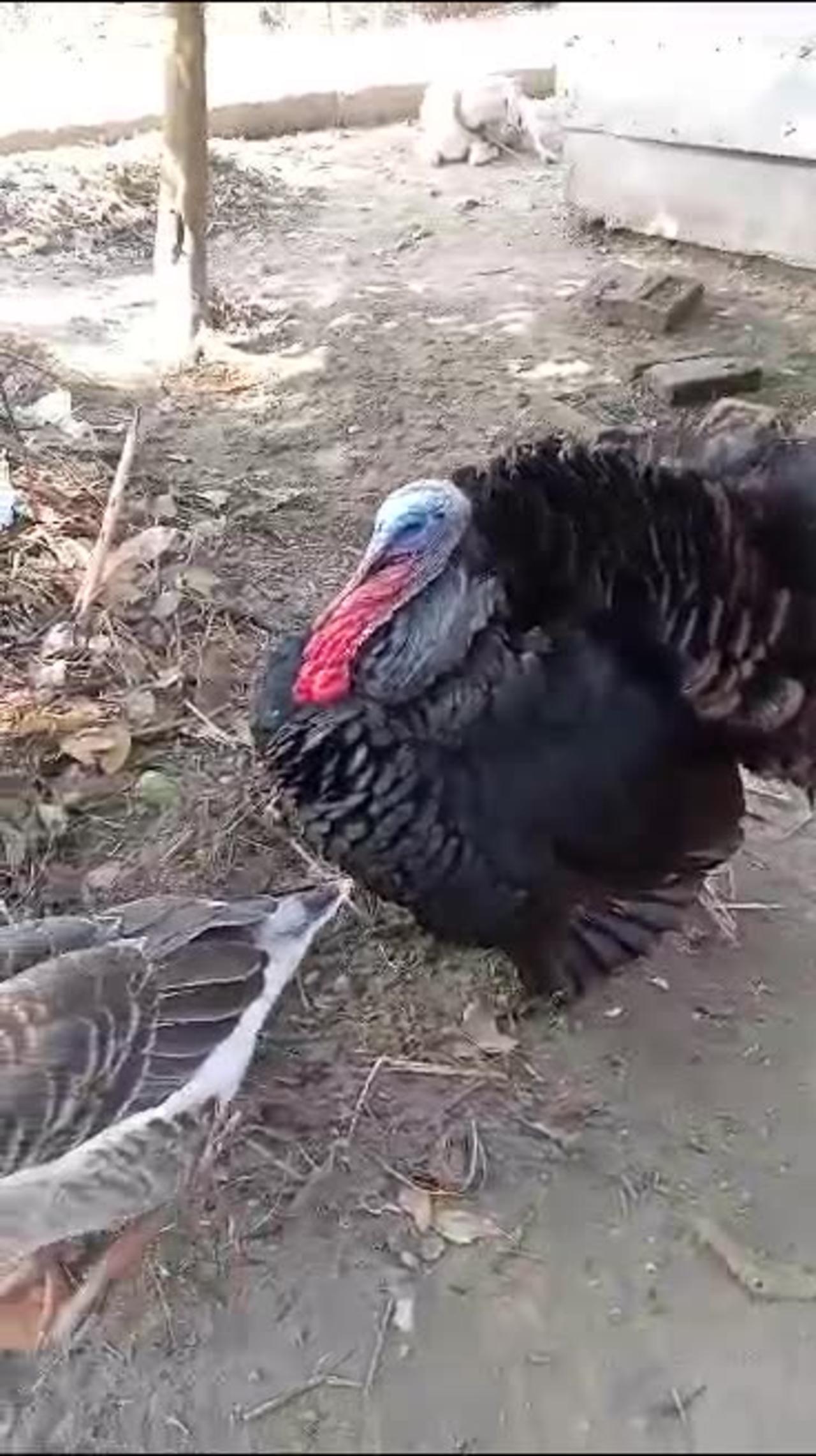 Picock is new model - One News Page VIDEO