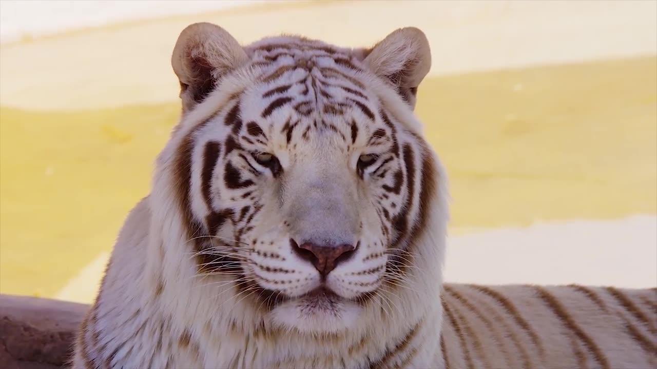 Unique Tigers Collection 8K HDR 60FPS ULTRA HD - One News Page VIDEO
