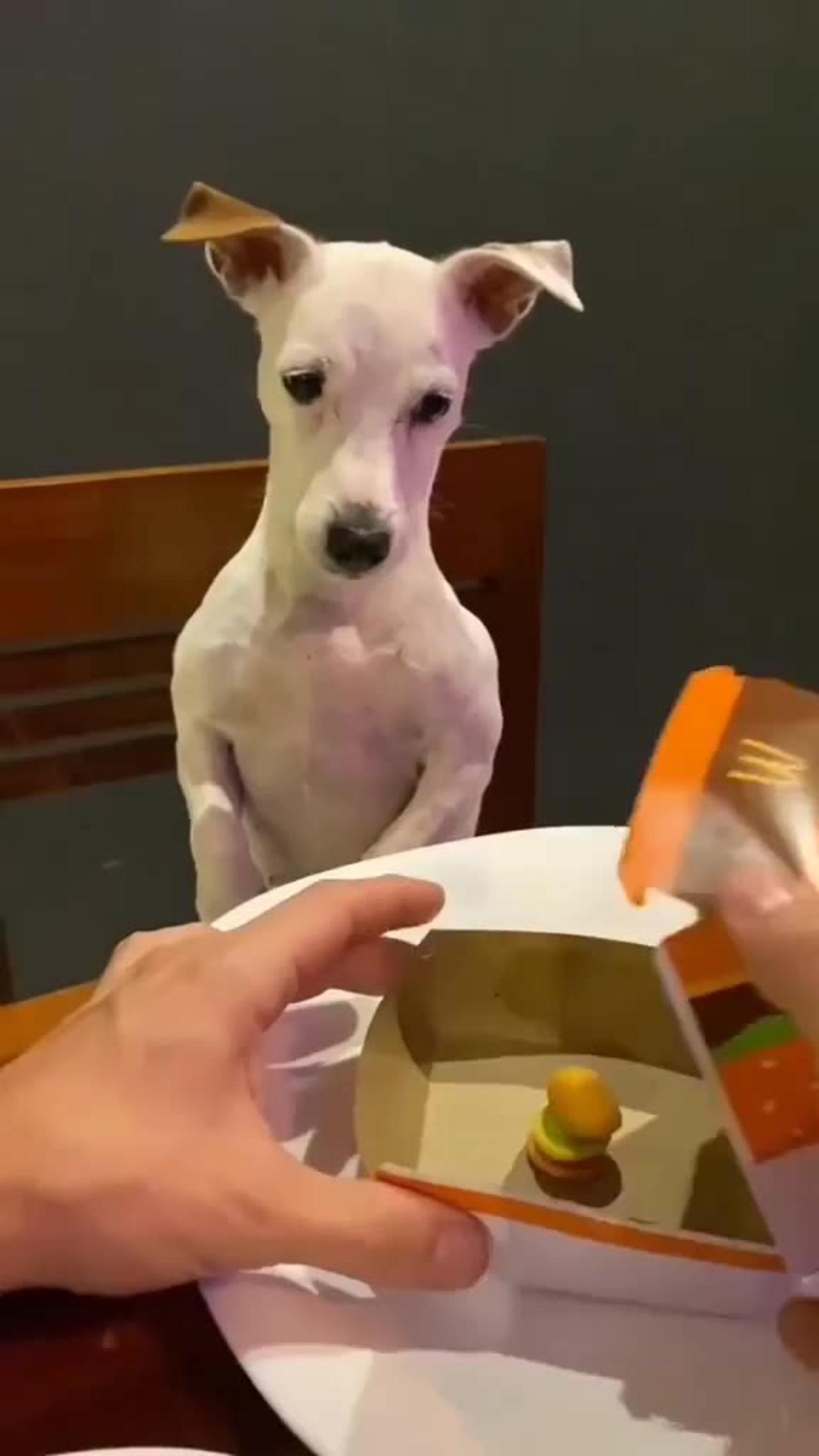 Funny dog with Mcdonalds - One News Page VIDEO