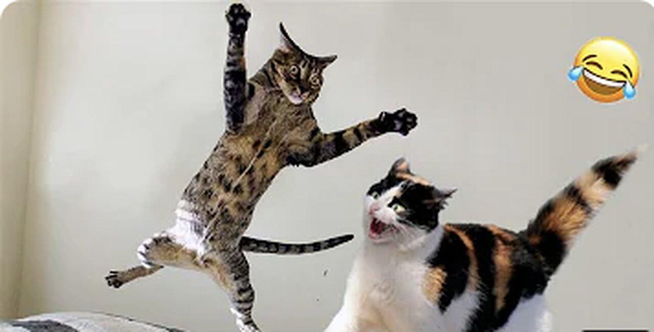 Funny Animals -Cute Cats and Dogs - One News Page VIDEO