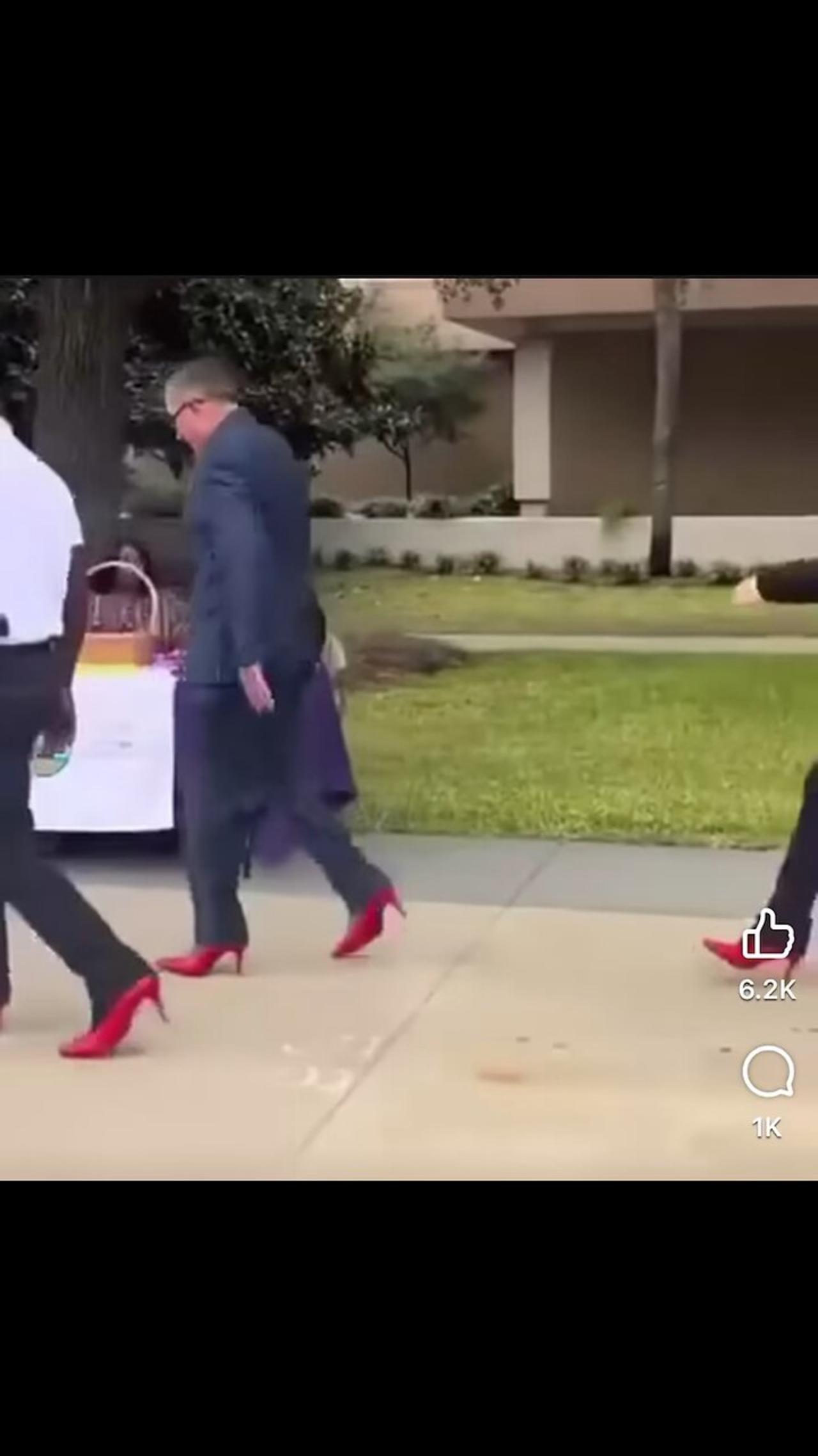 Funny cat walk - One News Page VIDEO