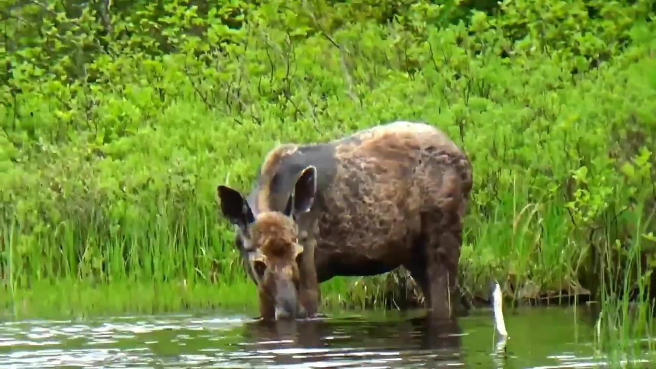 Moose on the Loose - One News Page VIDEO