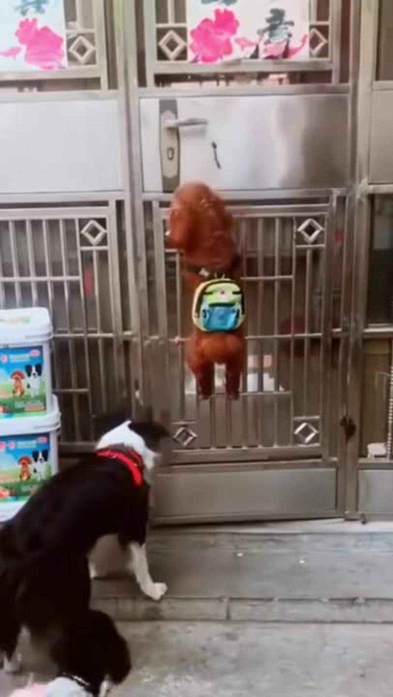 Funny dog videos - One News Page VIDEO