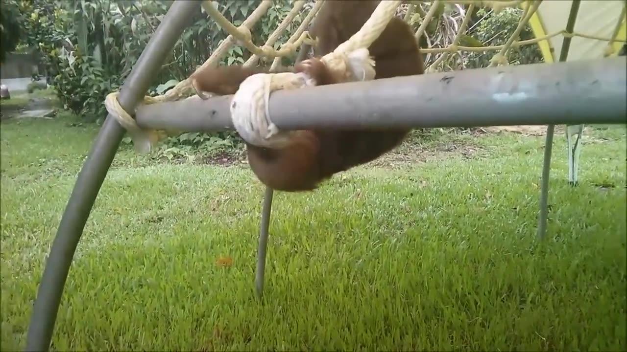 Baby Sloths Being Sloths - FUNNIEST Compilation - One News Page VIDEO