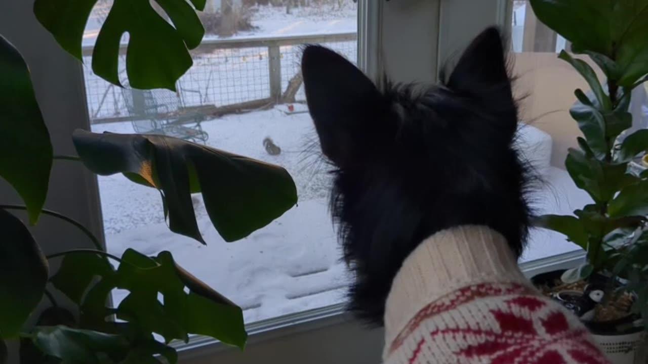 Wicket The Yorkie Watches Squirrels and Birds in - One News Page VIDEO