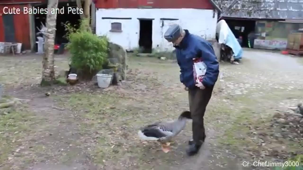 Funny Different Animals Chasing and Scaring - One News Page VIDEO