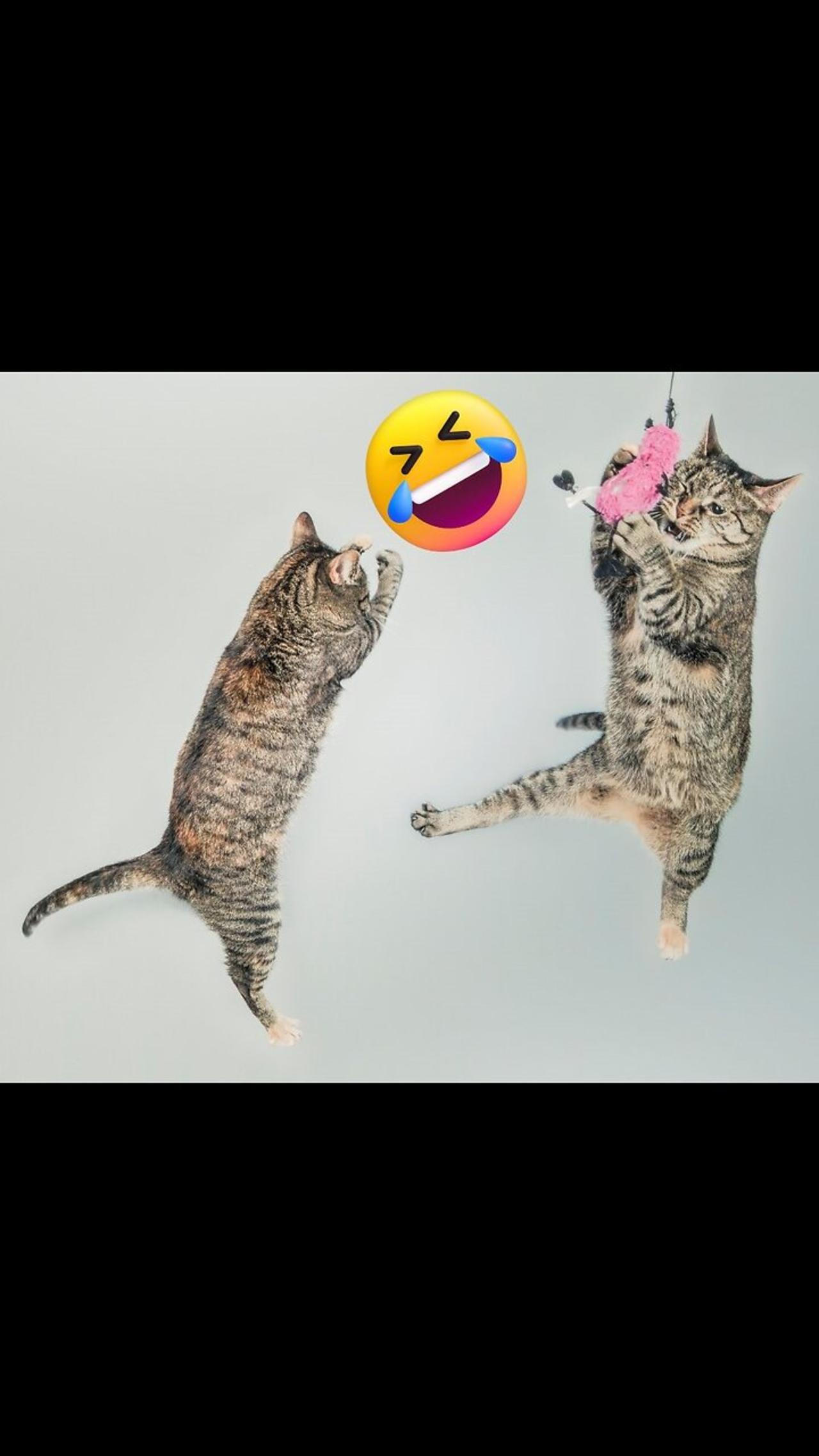 Cat Fight! Watch These Two Furry Foes Battle It - One News Page VIDEO