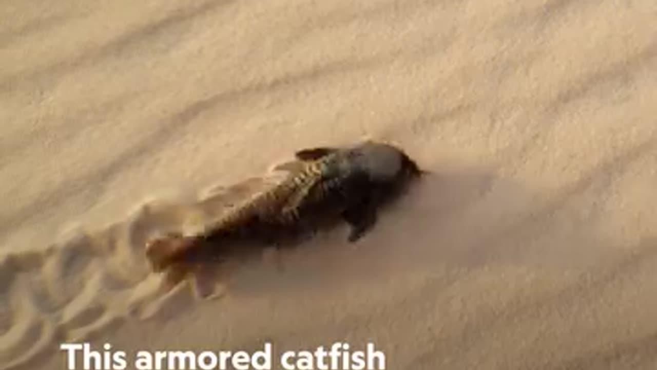 Fish searching for water in desert - One News Page VIDEO