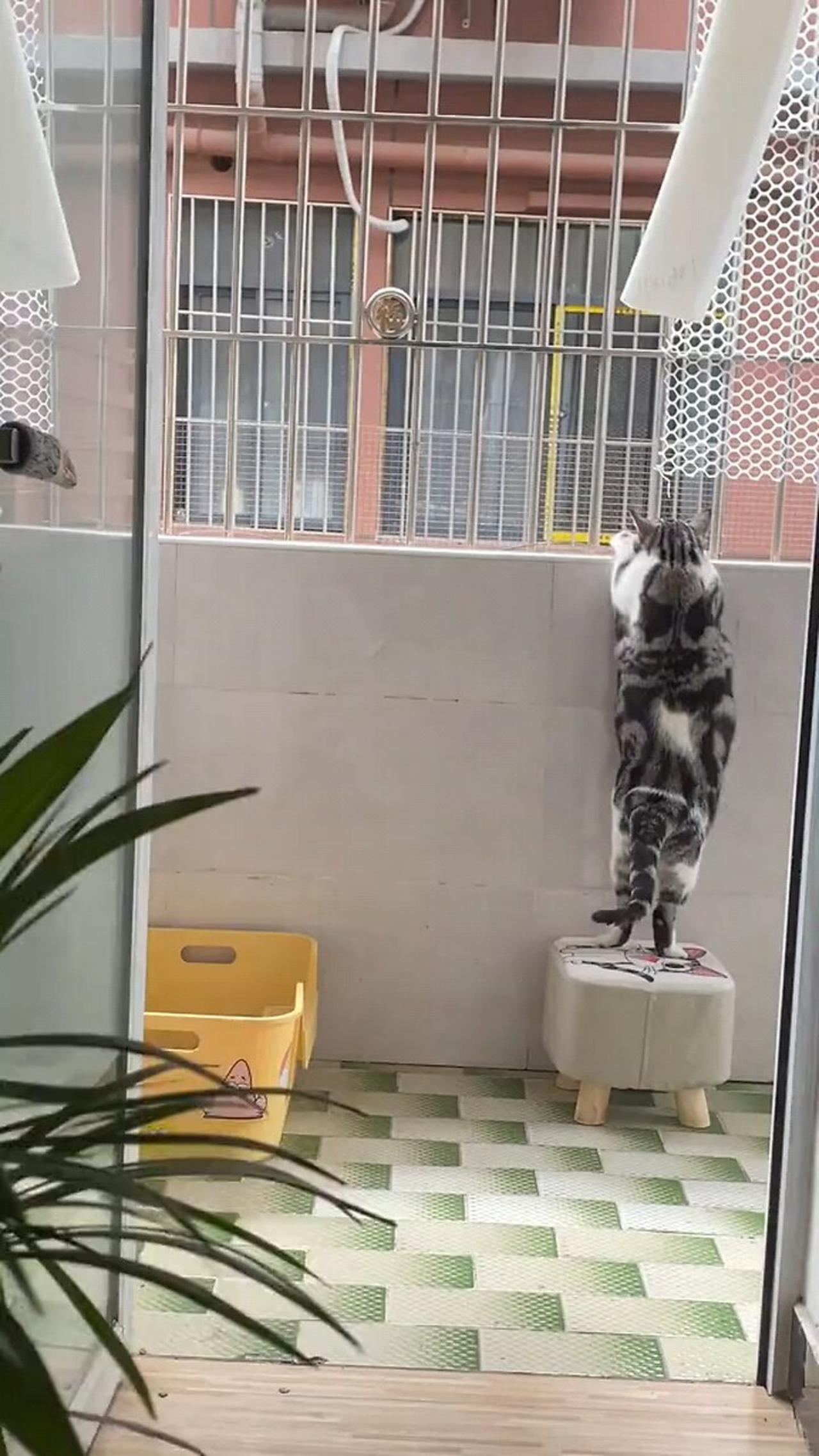 Meow Moments: Side-Splitting Adventures of - One News Page VIDEO