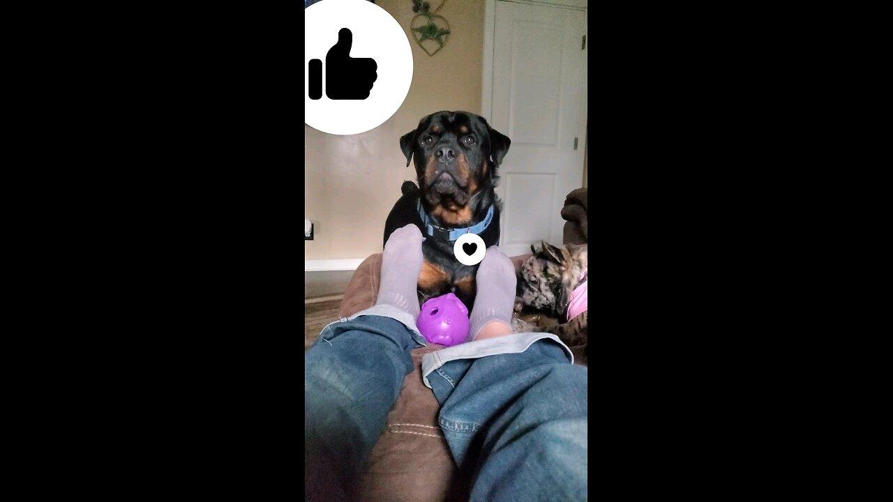 🤣 I LIKE FEET 🤣 #funnydog #cute - One News Page VIDEO