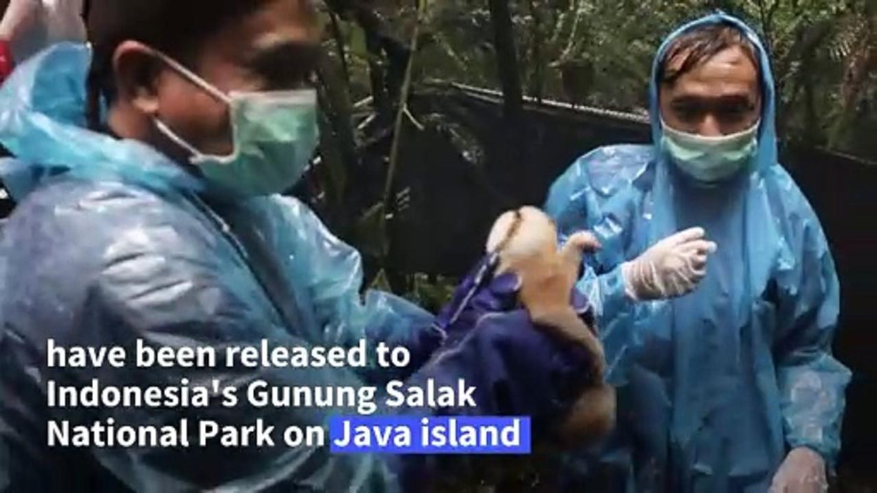 Critically endangered Javan lorises released in - One News Page VIDEO