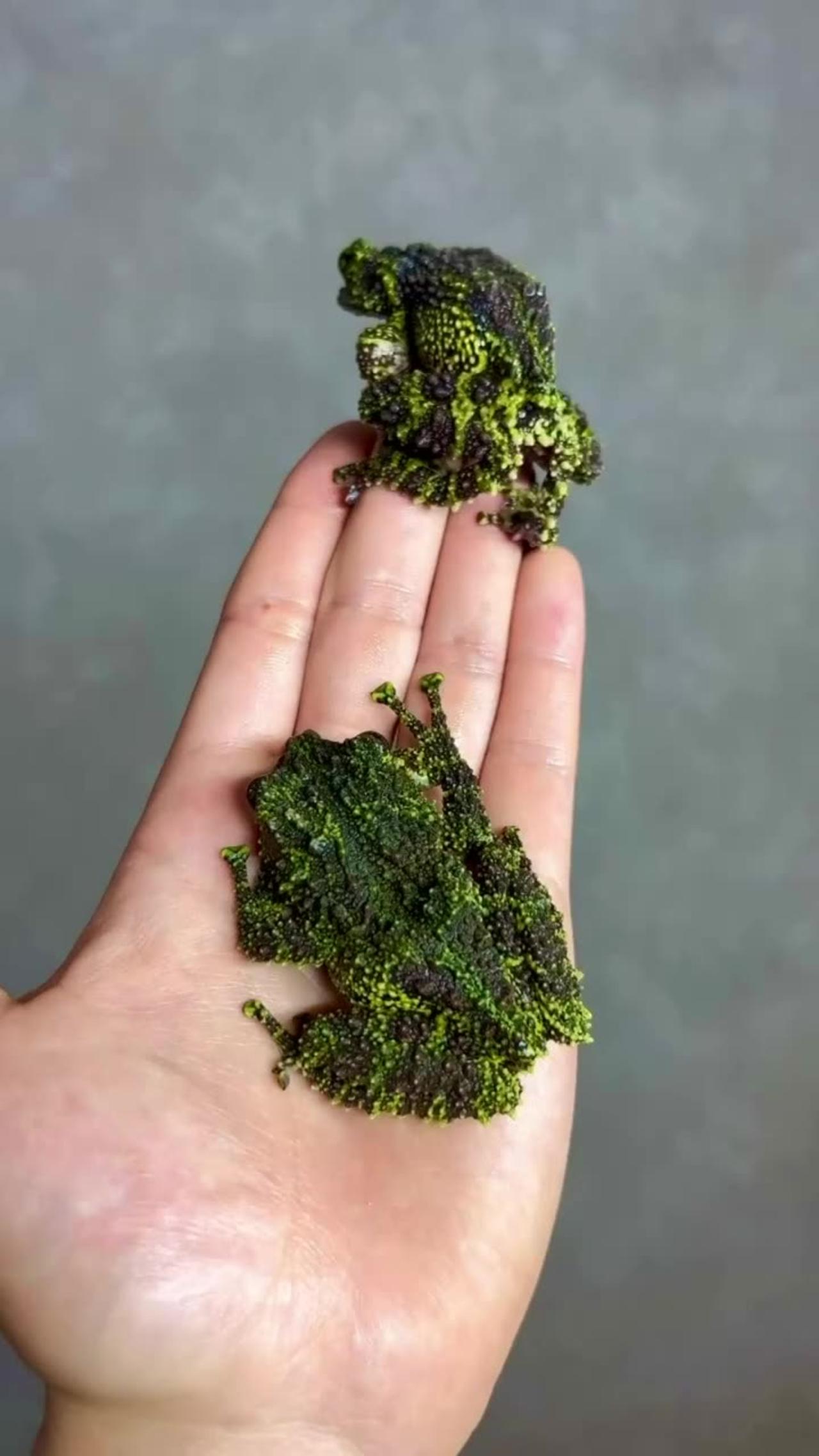 MOSSY FROG ~{THELODERMA CORTICALE} - One News Page VIDEO