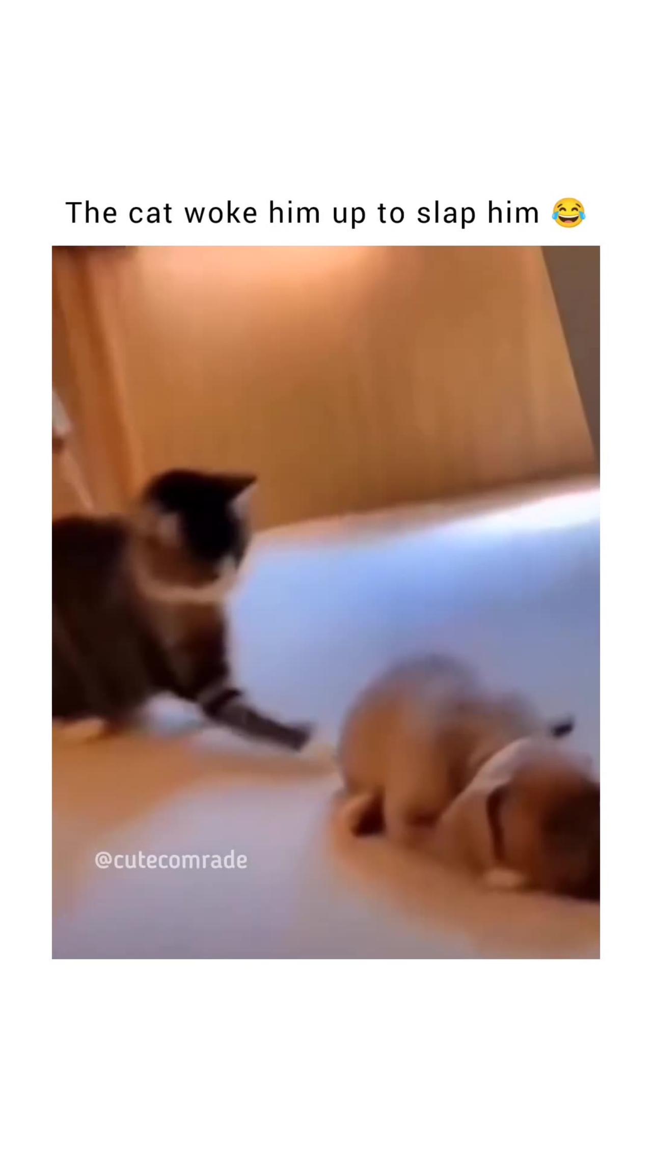 the cat woke him UP - One News Page VIDEO